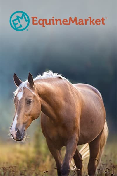 LivestockMarket.com | Livestock For Sale